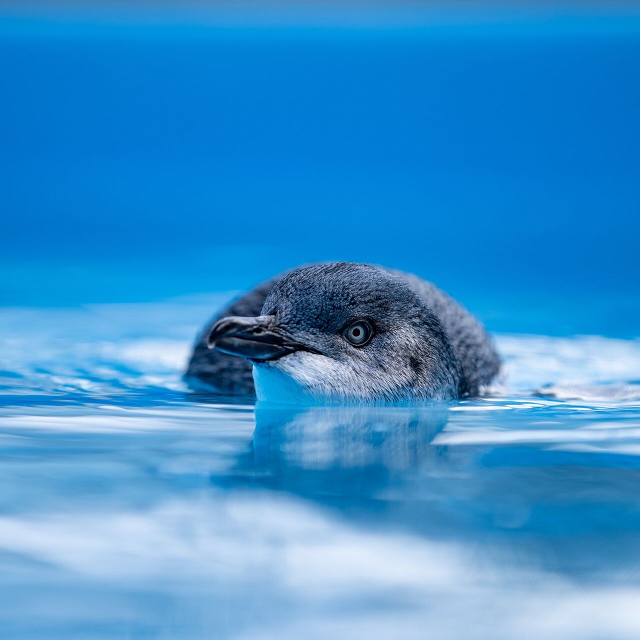 Penguin Foundation • Learn. Discover. Protect.