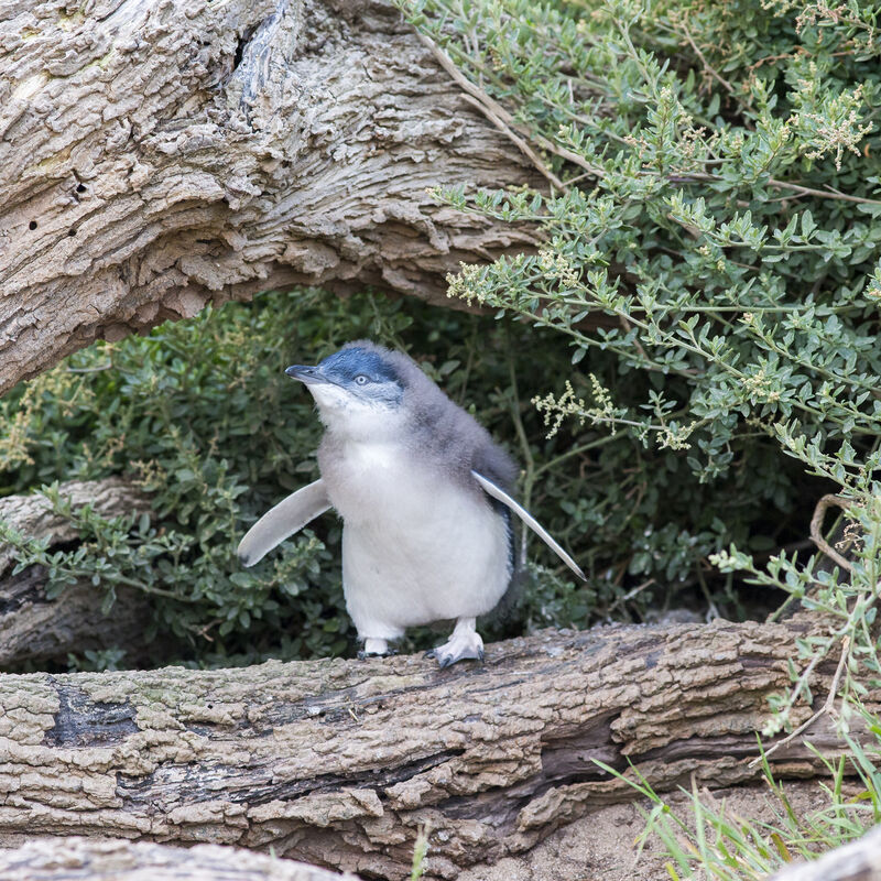 Penguin Foundation • Learn. Discover. Protect.
